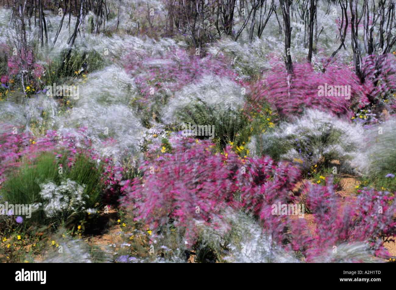 Windblown Spring Flowers amongst burnt scrub Dalwallinu District Westen ...