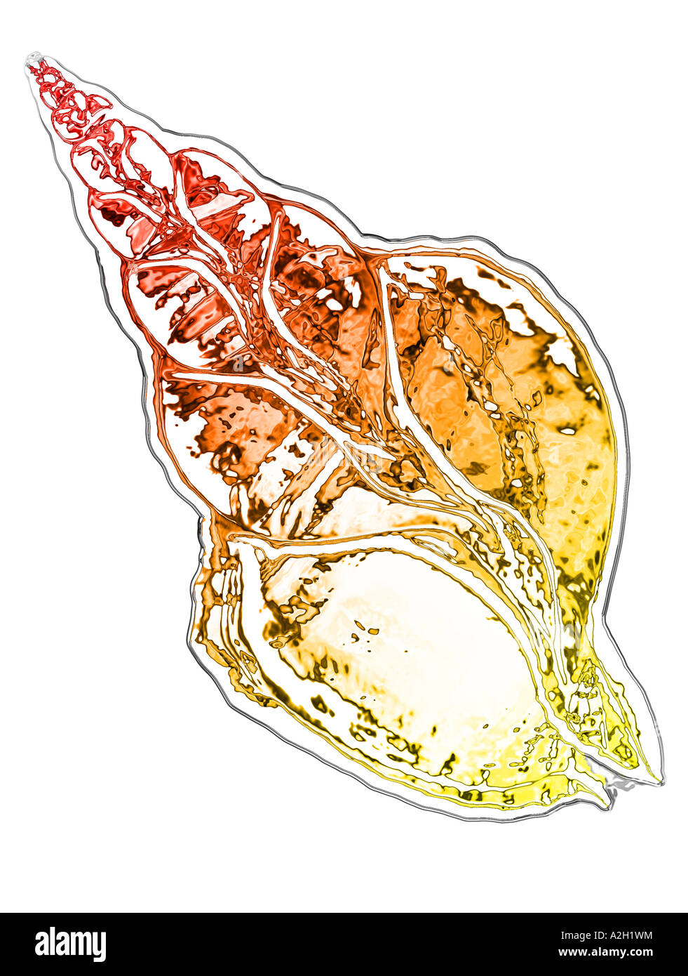 xray of seashell Stock Photo - Alamy