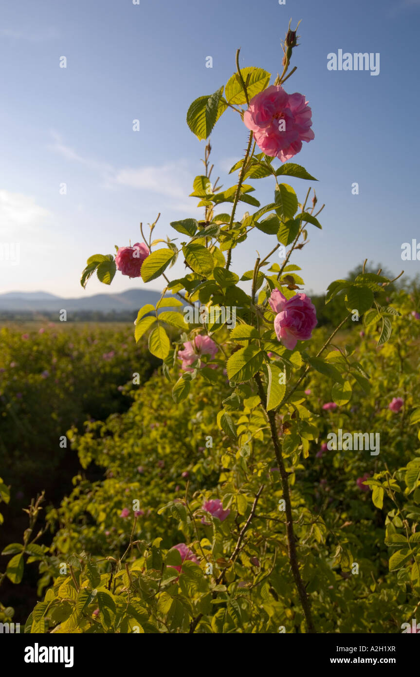Europe Bulgaria Valley Of The Roses local farmers working their field ...
