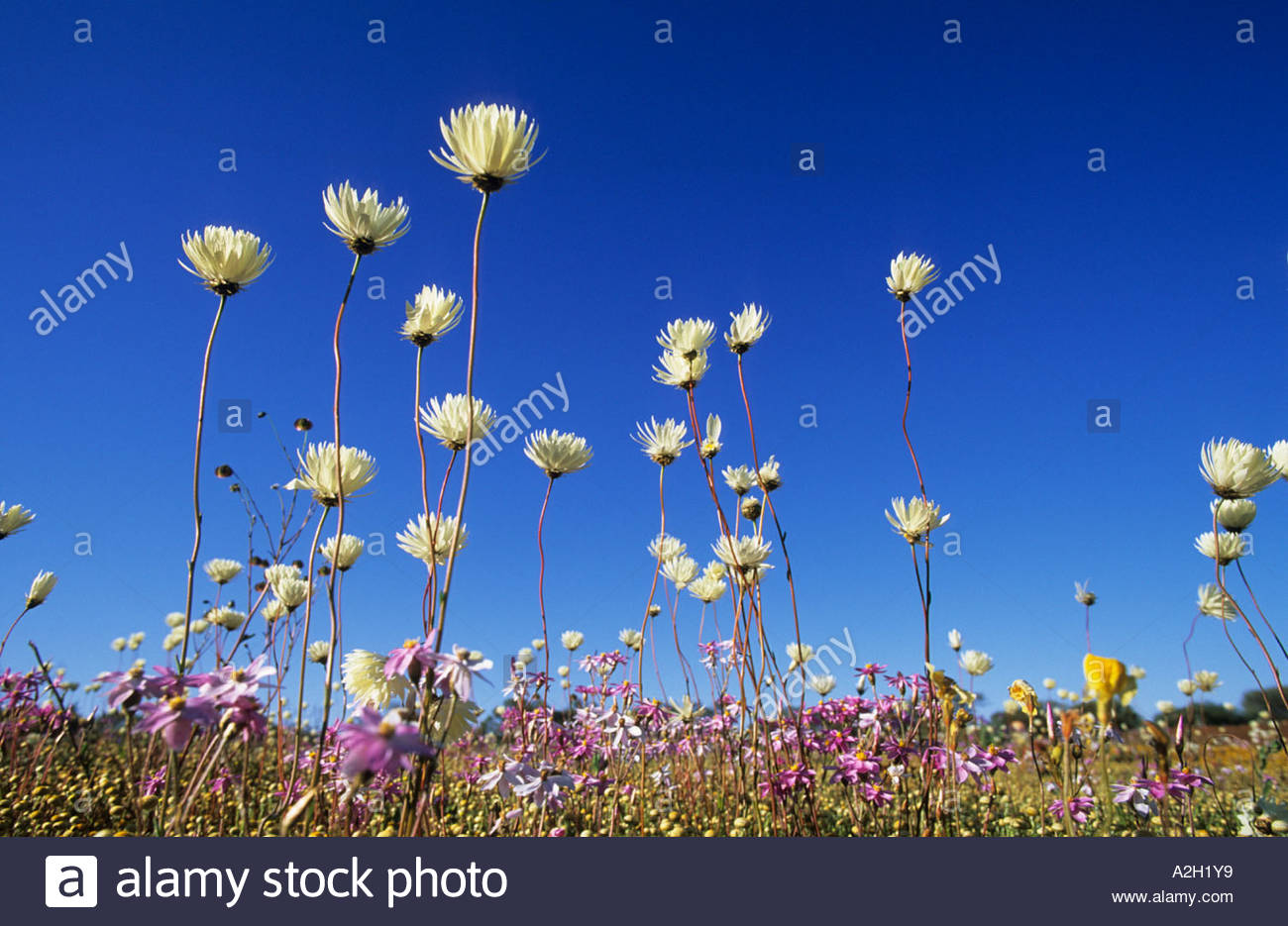 Rhodanthe Chlorocephala High Resolution Stock Photography and Images ...