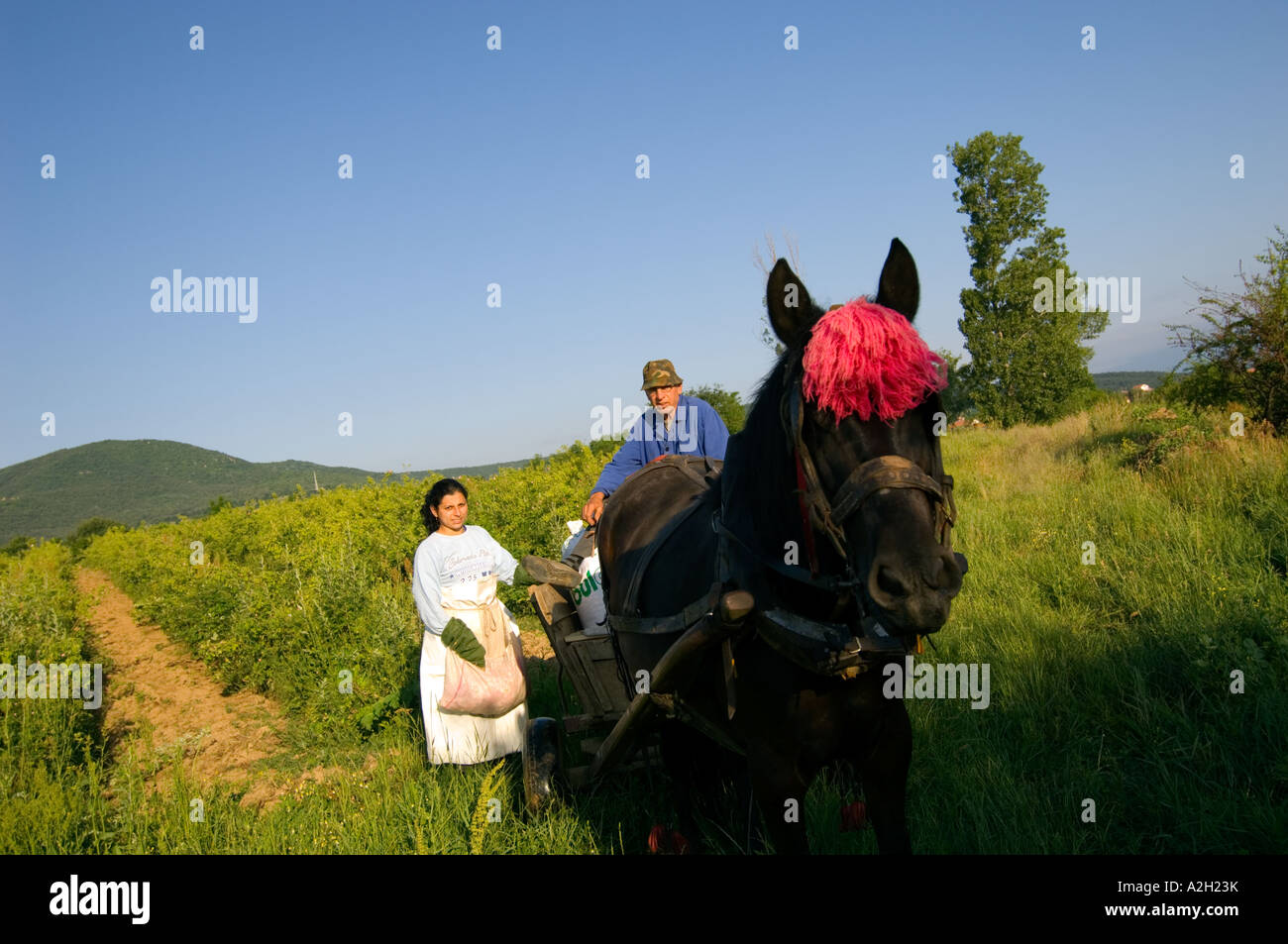 Europe Bulgaria Valley Of The Roses local farmers working their field ...