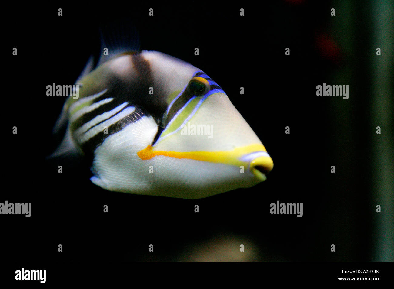 fish aquarium tank animal fishes freshwater aquaria tropical fancy ...