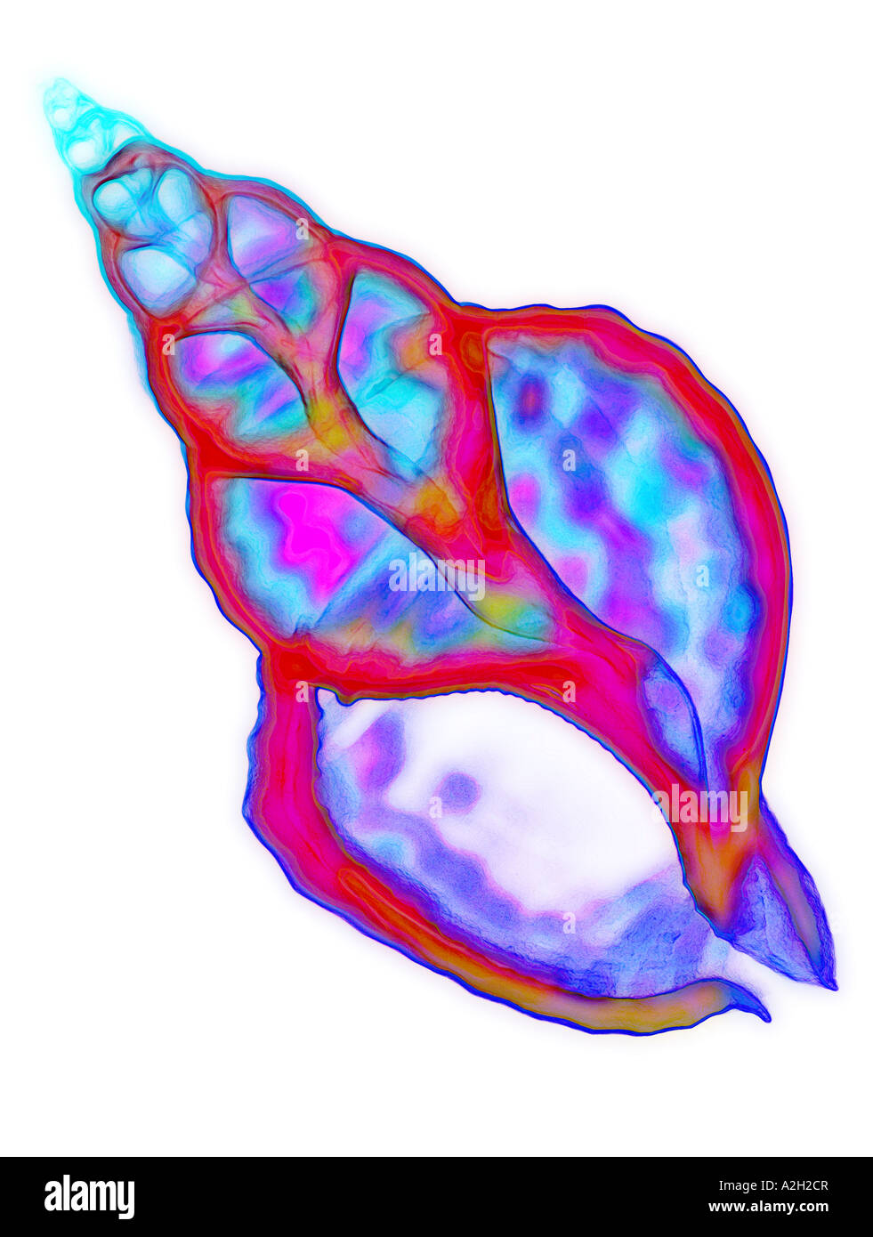 colorized xray of a sea shell Stock Photo - Alamy