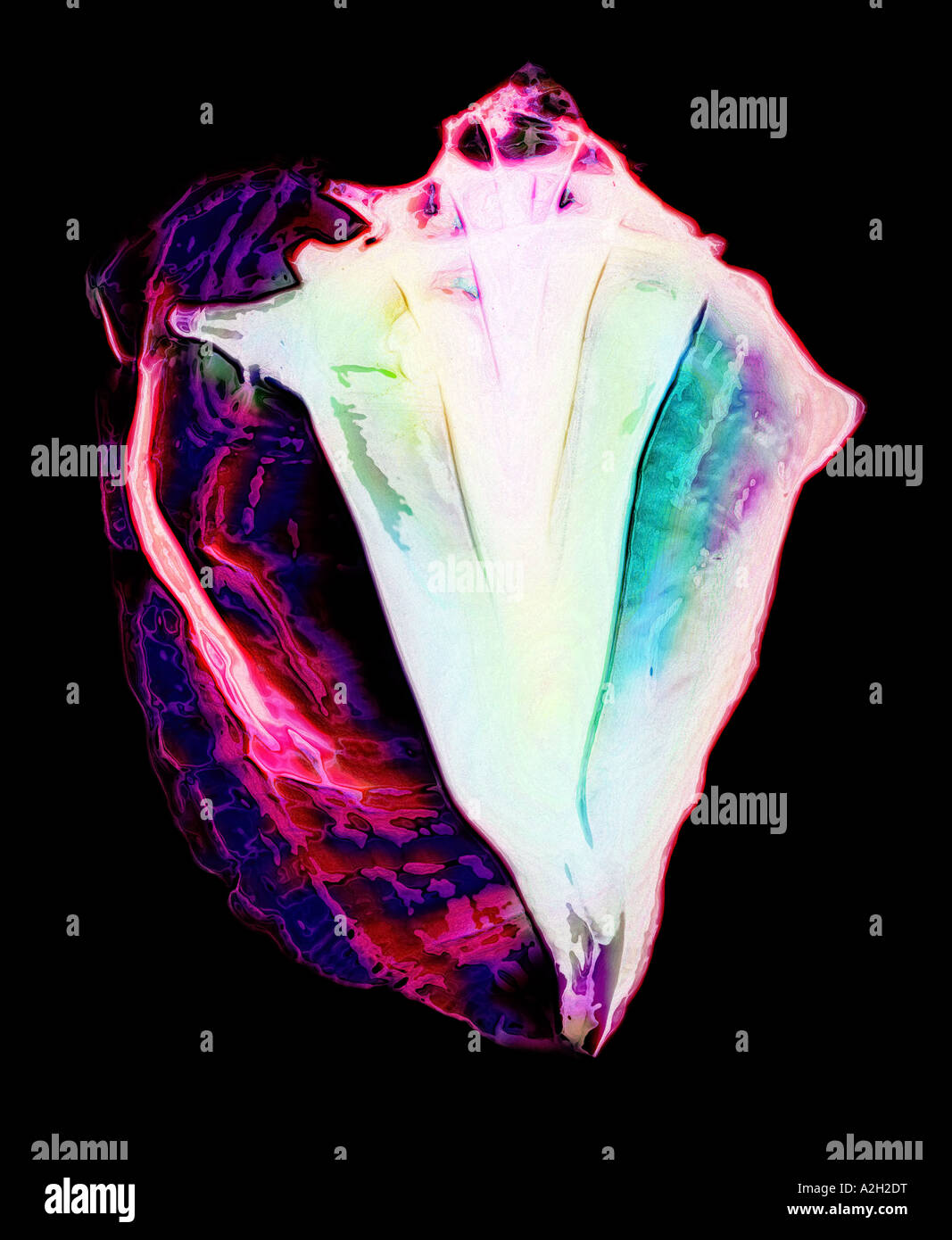 colorized xray of a conch shell Stock Photo - Alamy