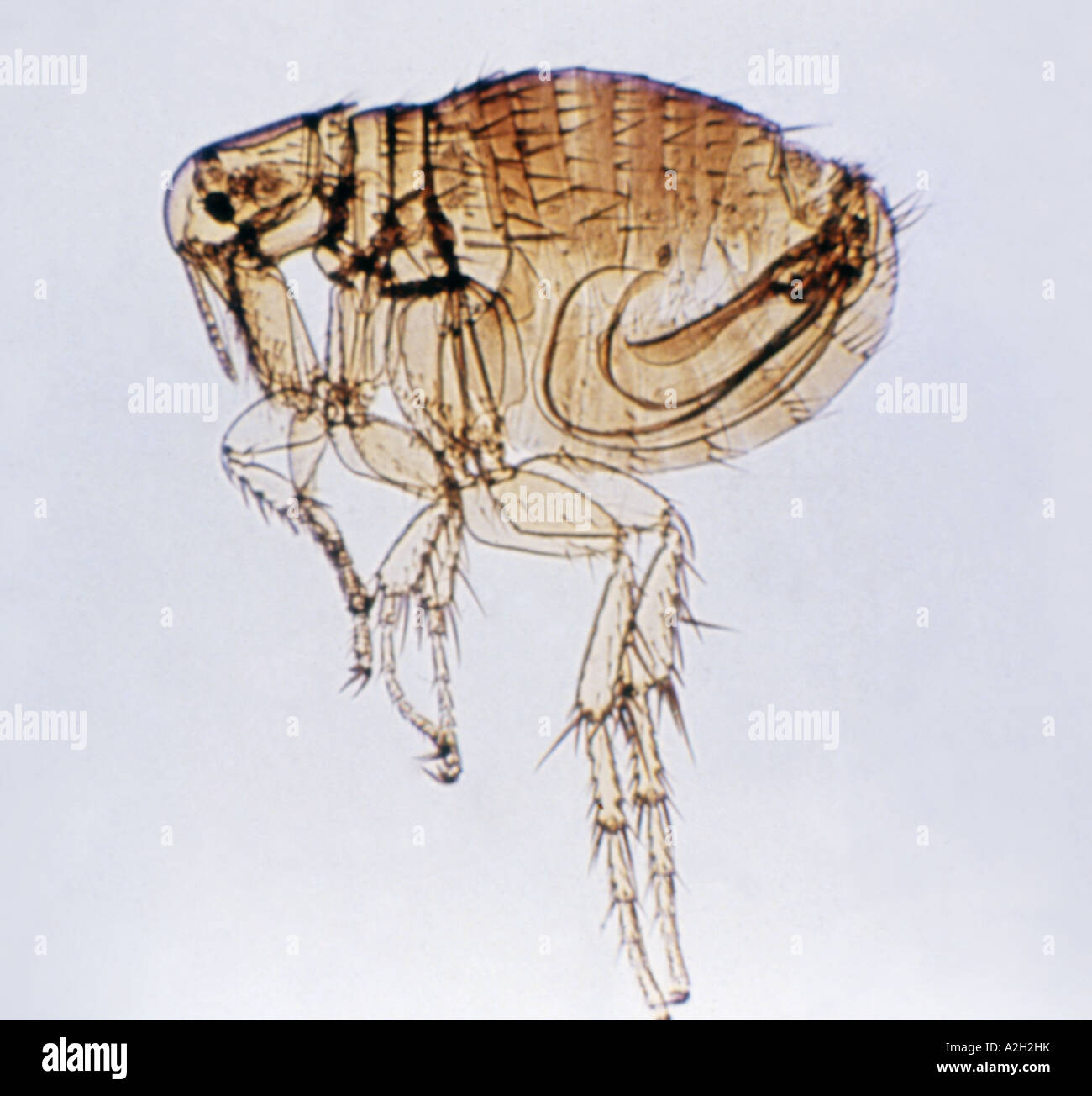 flea species which carries plague Yersinia pestis Stock Photo - Alamy