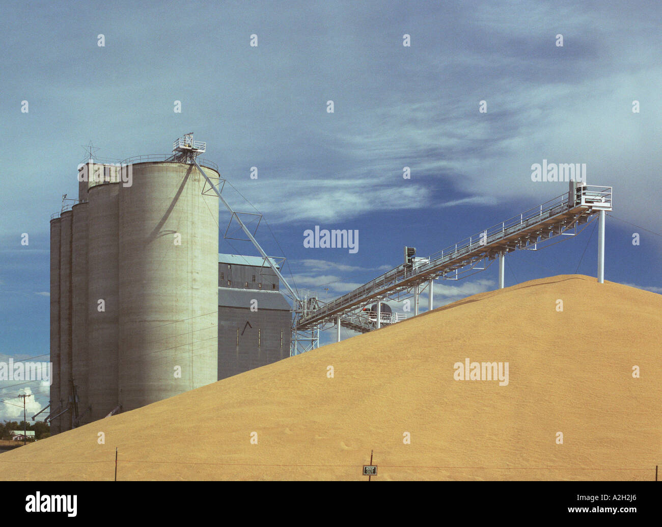 A grain storage elevator overflows with the autumn wheat harvest Stock ...