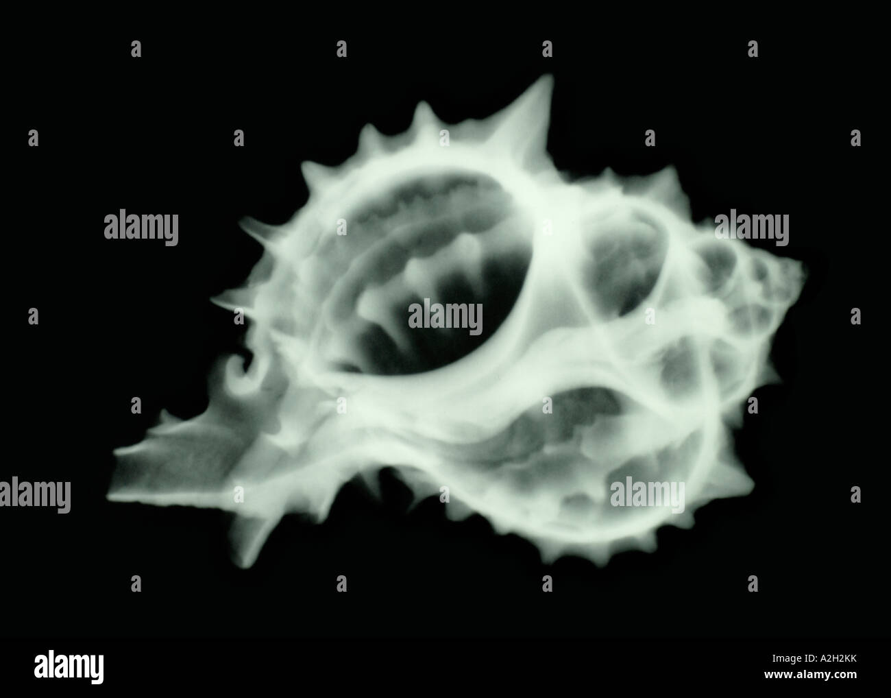 xray of a sea shell Stock Photo - Alamy
