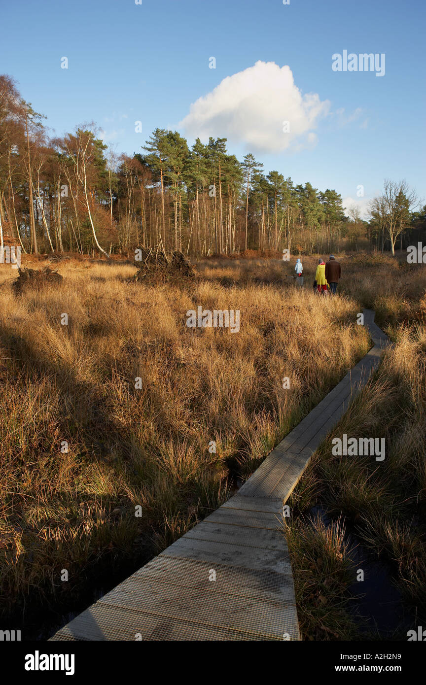BOARD WALK PATHWAY THROUGH WETLANDS AT BURNHAM BEECHES BUCKINGHAMSHIRE ...
