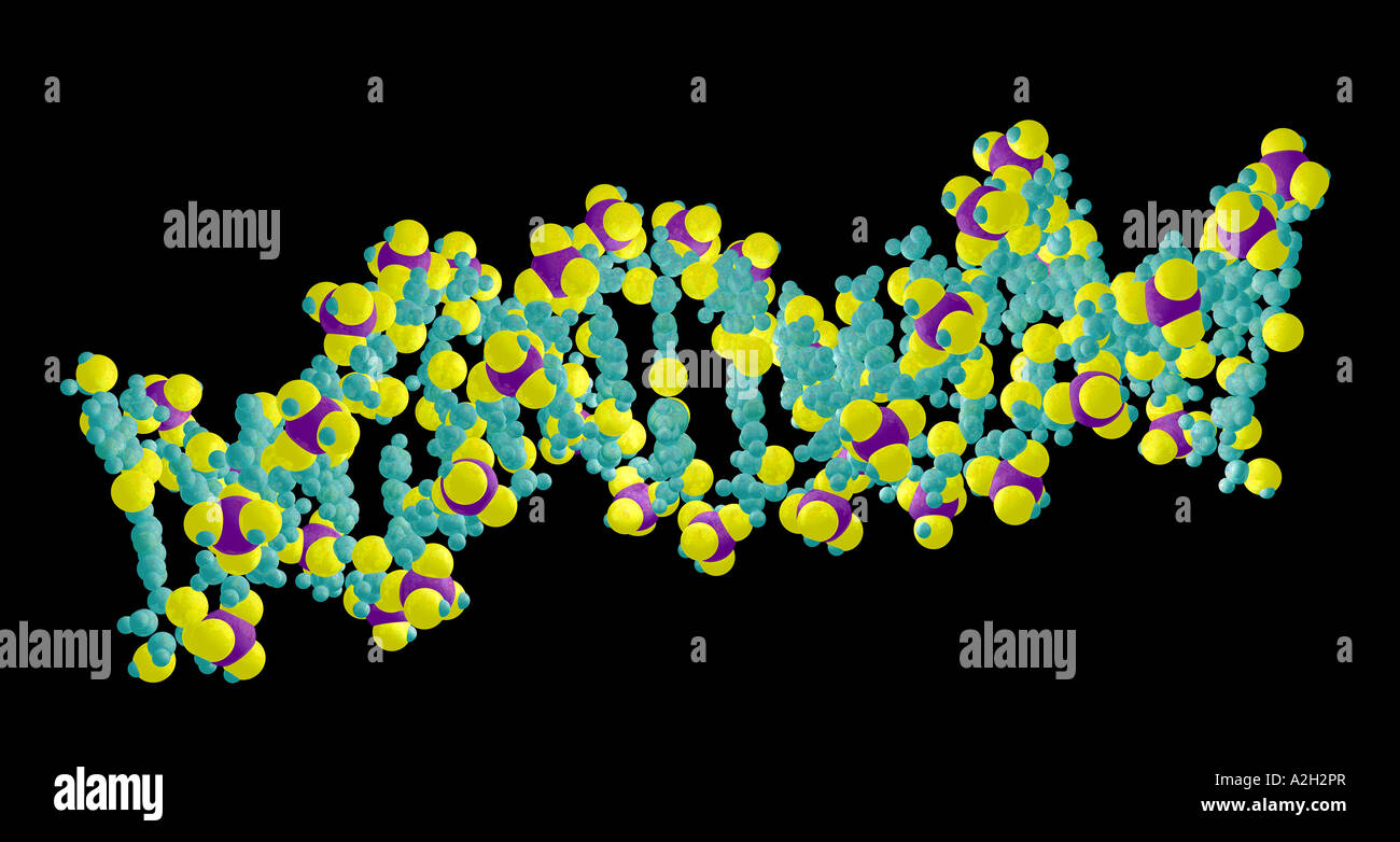 computer-generated space-filling model of a DNA molecule Stock Photo ...
