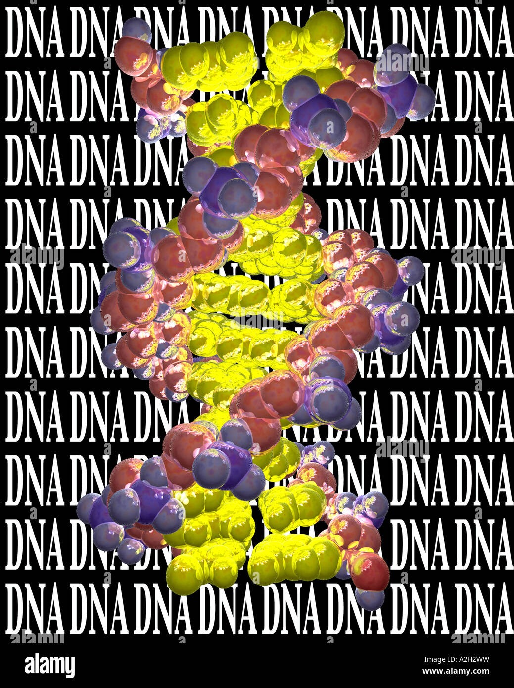 computer-generated space-filling model of a DNA molecule Stock Photo ...