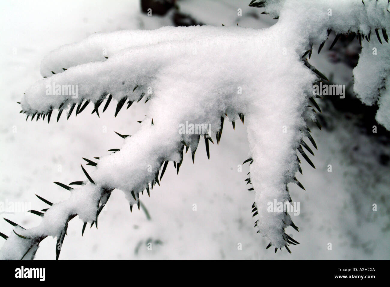 snow winter horizontal colour color white wintry cold chill freeze ...