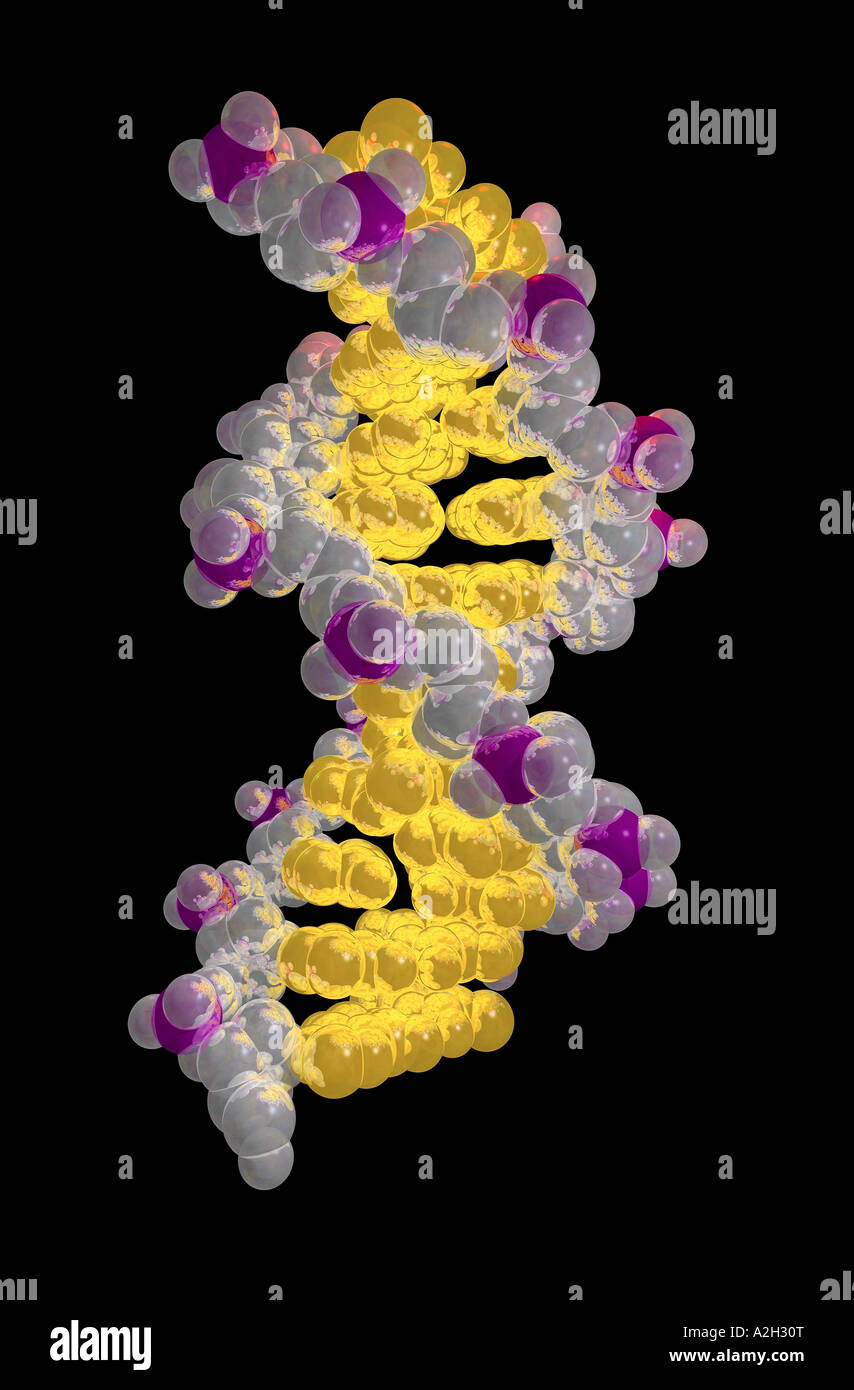 computer-generated space-filling model of a DNA molecule Stock Photo ...