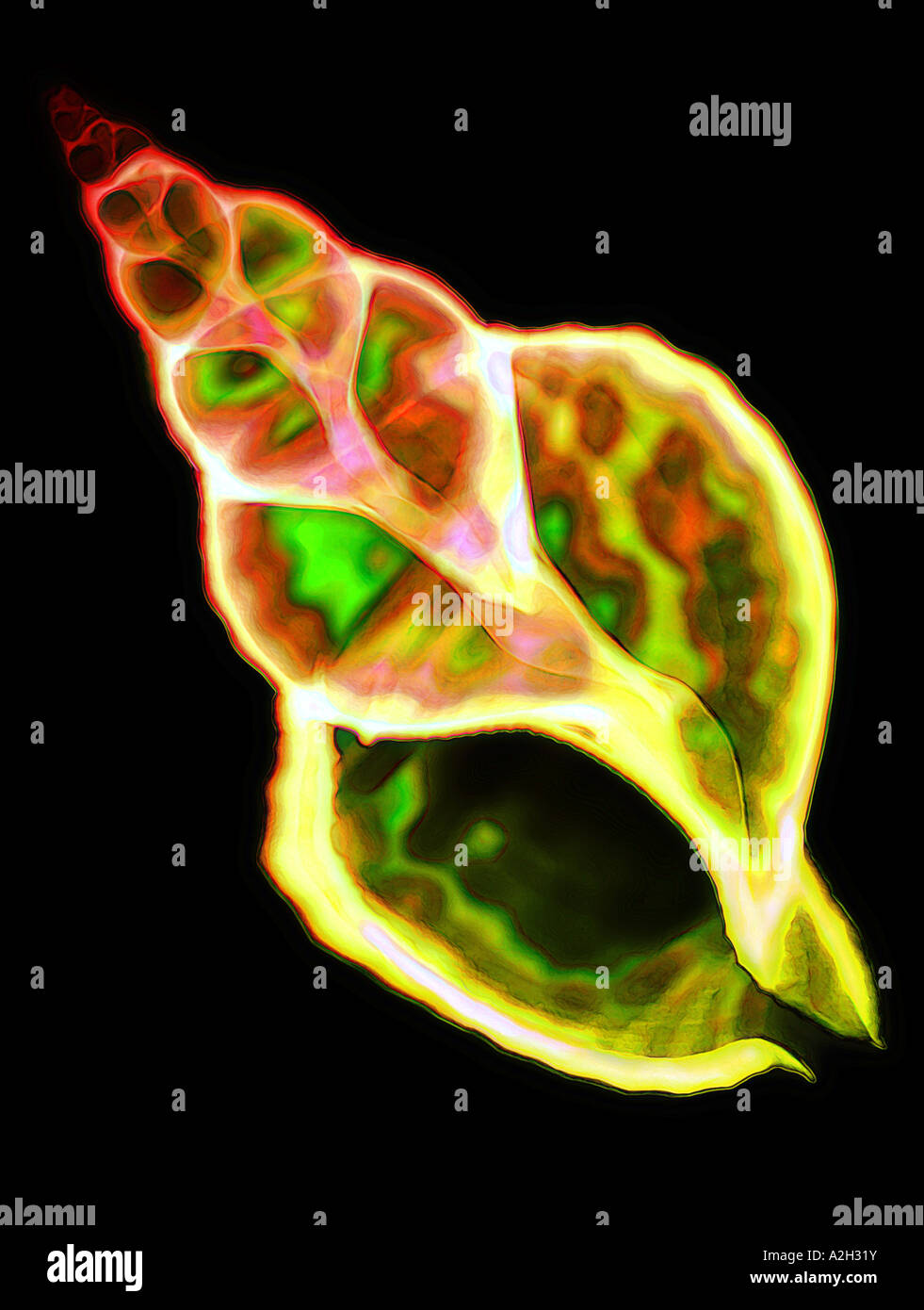 xray of seashell Stock Photo - Alamy