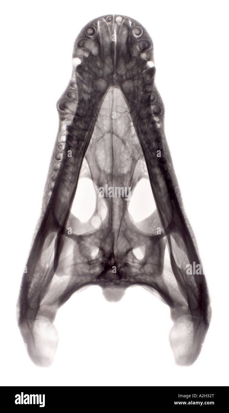 Skull of caiman Cut Out Stock Images & Pictures - Alamy