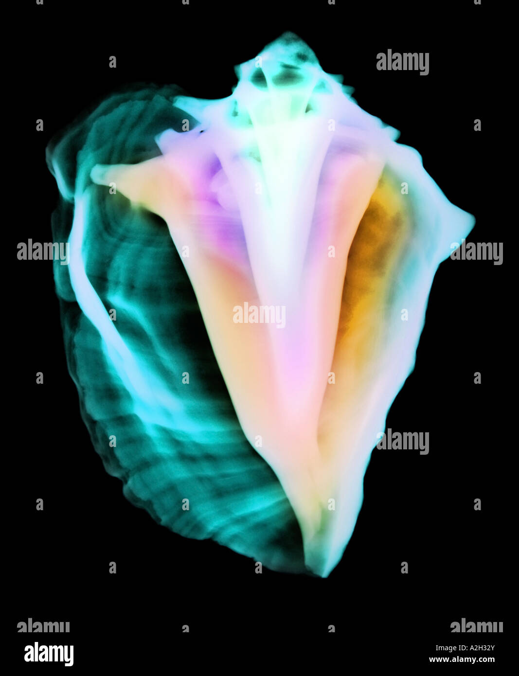 xray of a conch seashell Stock Photo - Alamy