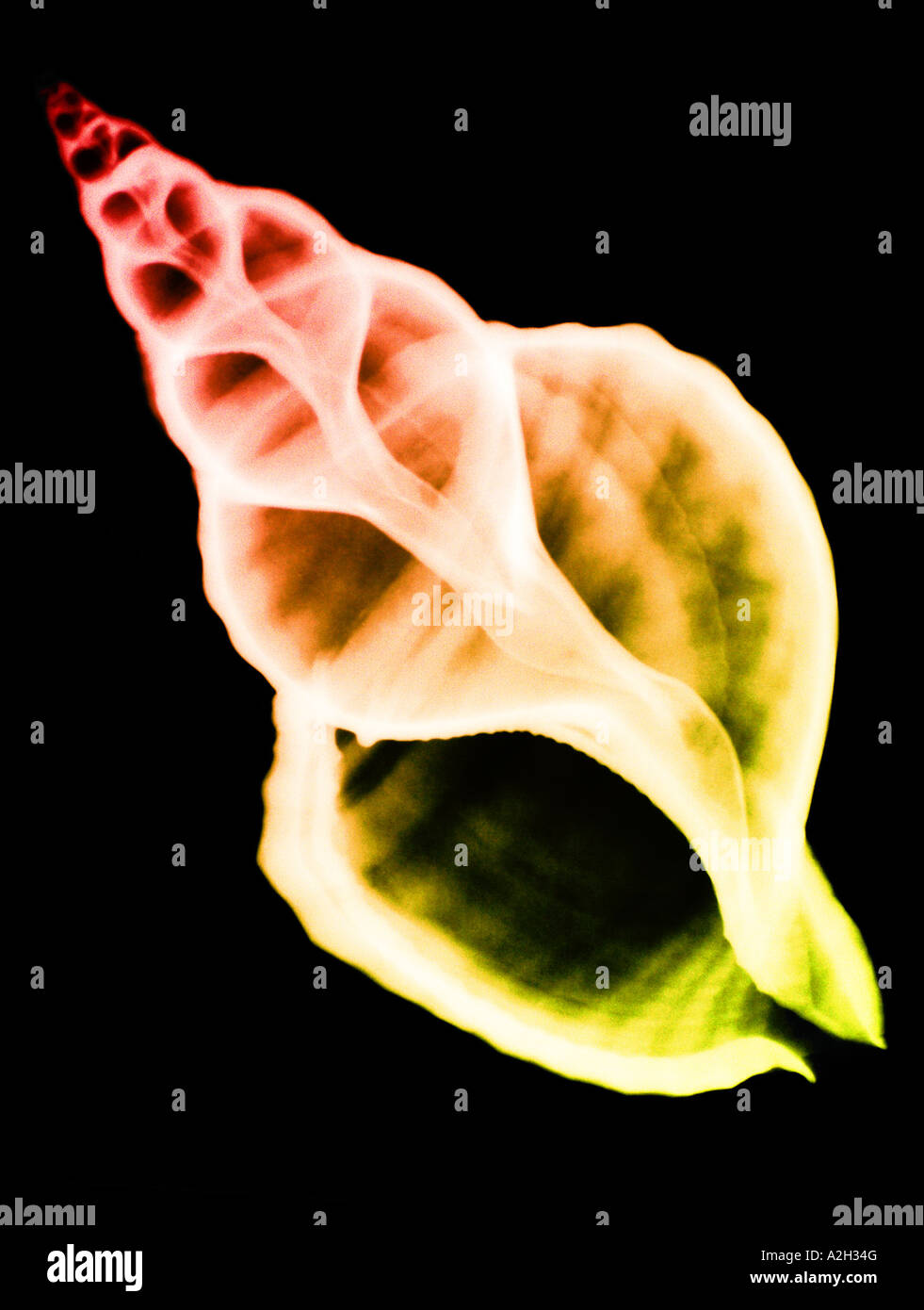 xray of seashell Stock Photo - Alamy