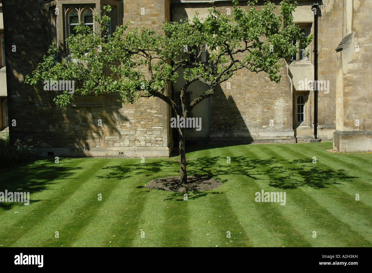 Apple tree in Cambridge Great Britain Stock Photo - Alamy