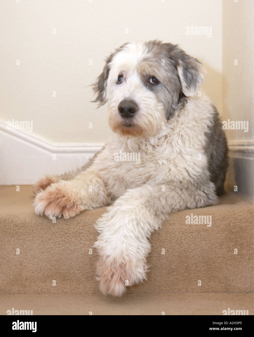 Old English Sheepdog (also known as the Bobtail Stock Photo - Alamy
