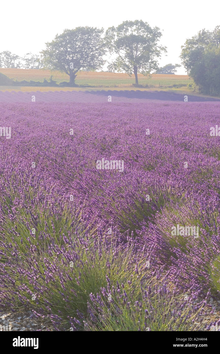 Lavender fields Kent Stock Photo - Alamy