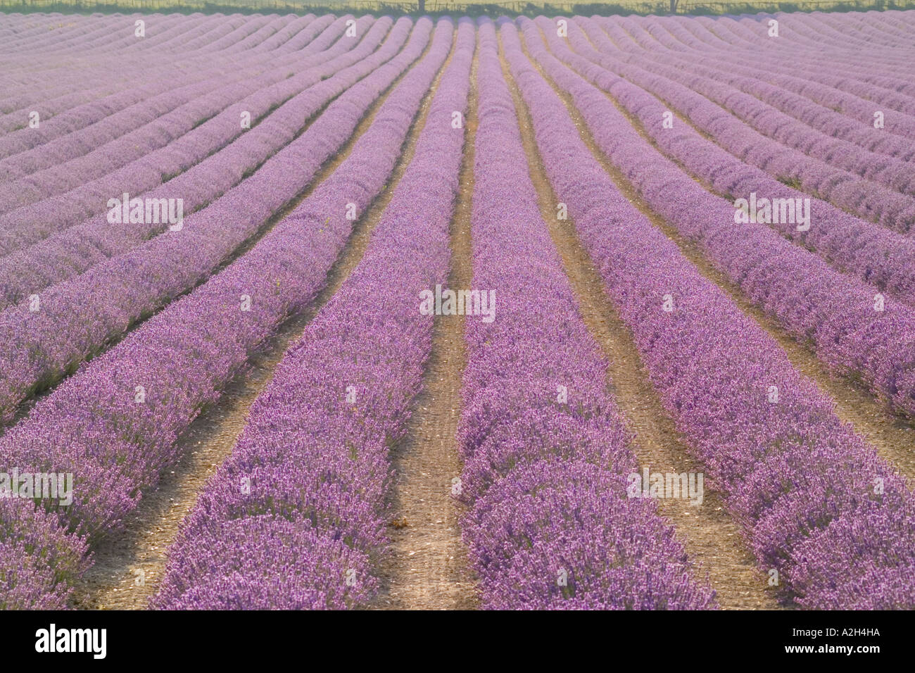 Lavender fields Kent Stock Photo - Alamy