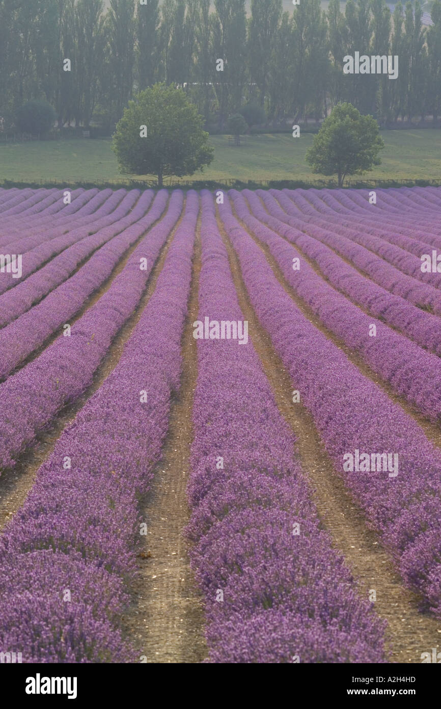 Lavender fields Kent Stock Photo - Alamy