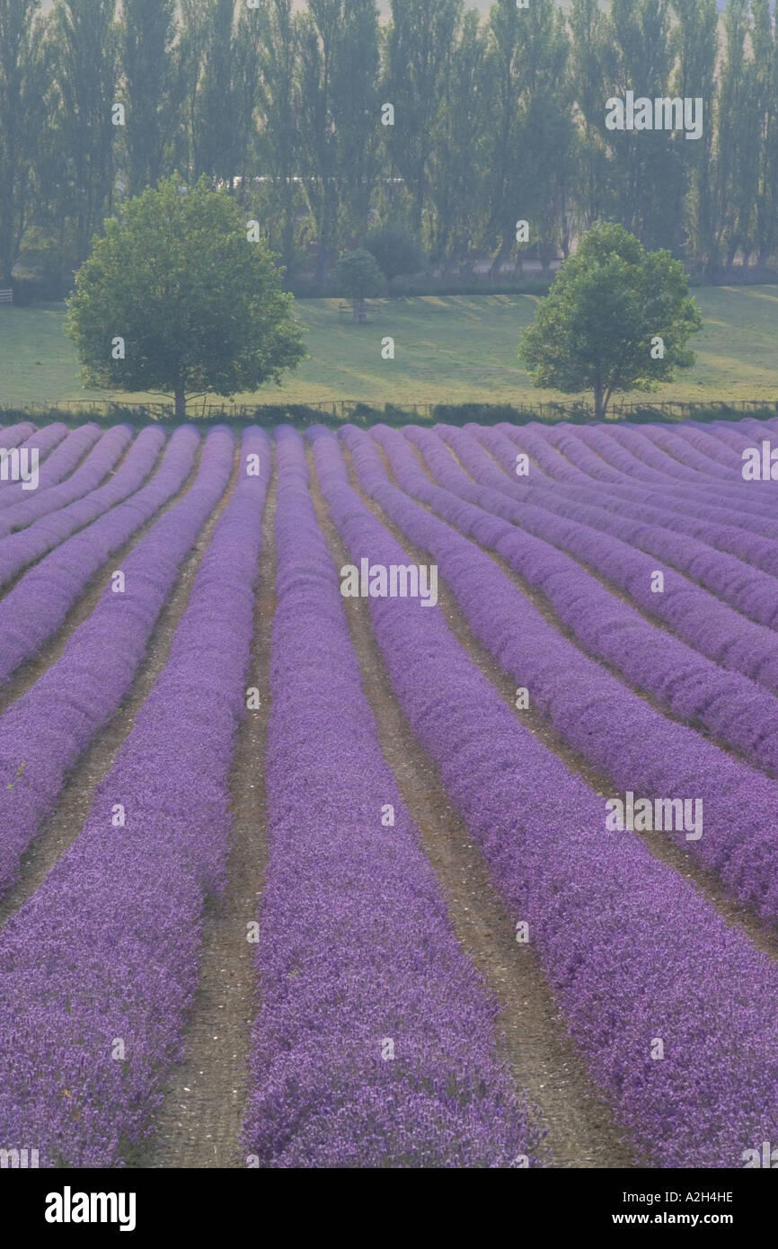 Lavender fields Kent Stock Photo - Alamy