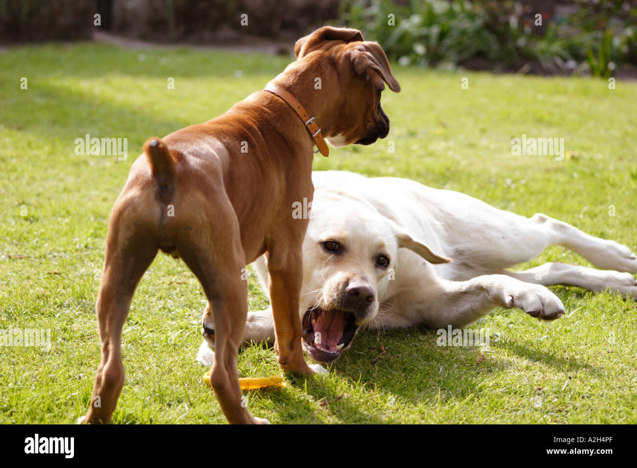 Do Puppies Play Fight