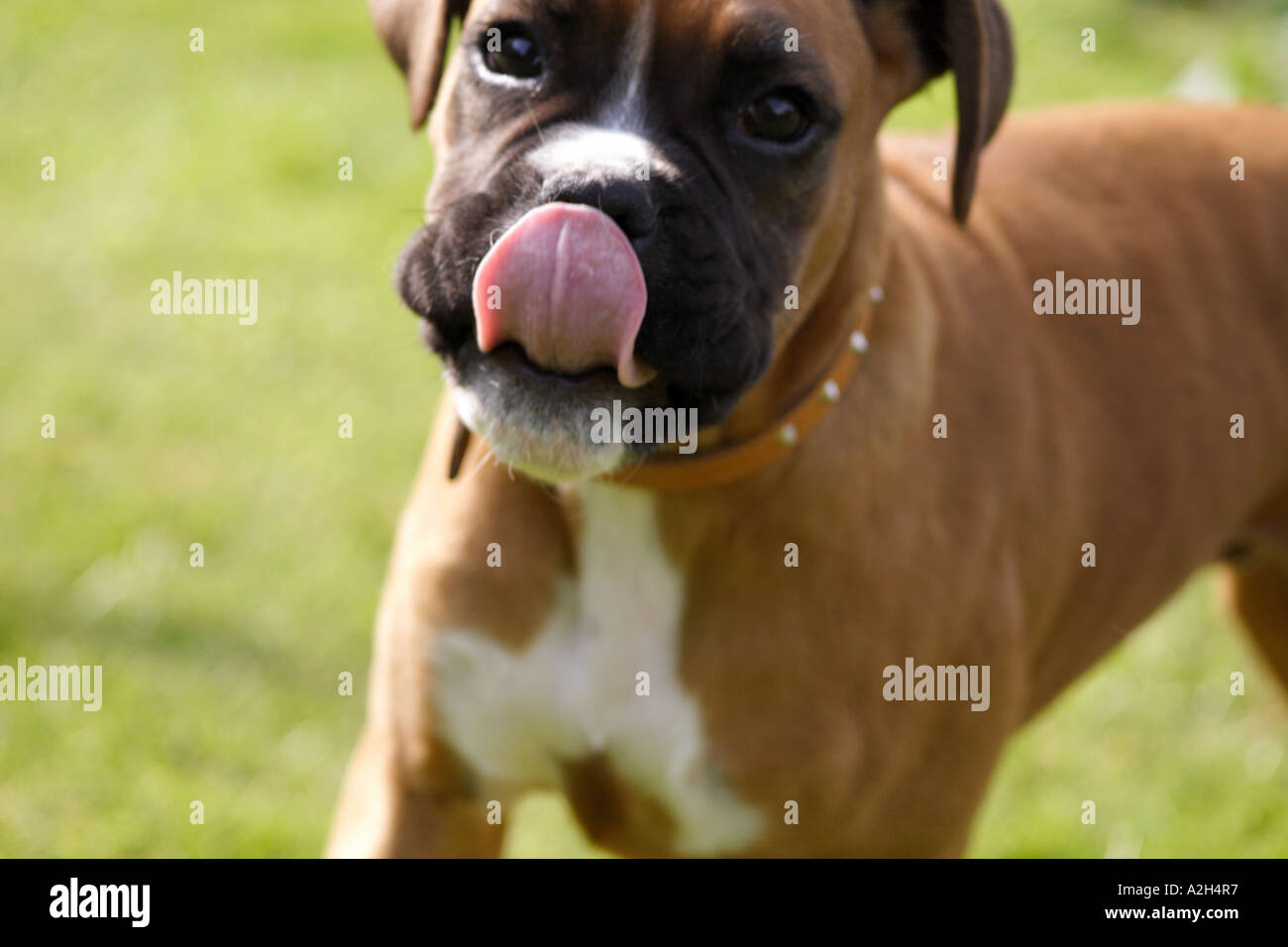Boxer dog puppy, licking nose Stock Photo - Alamy