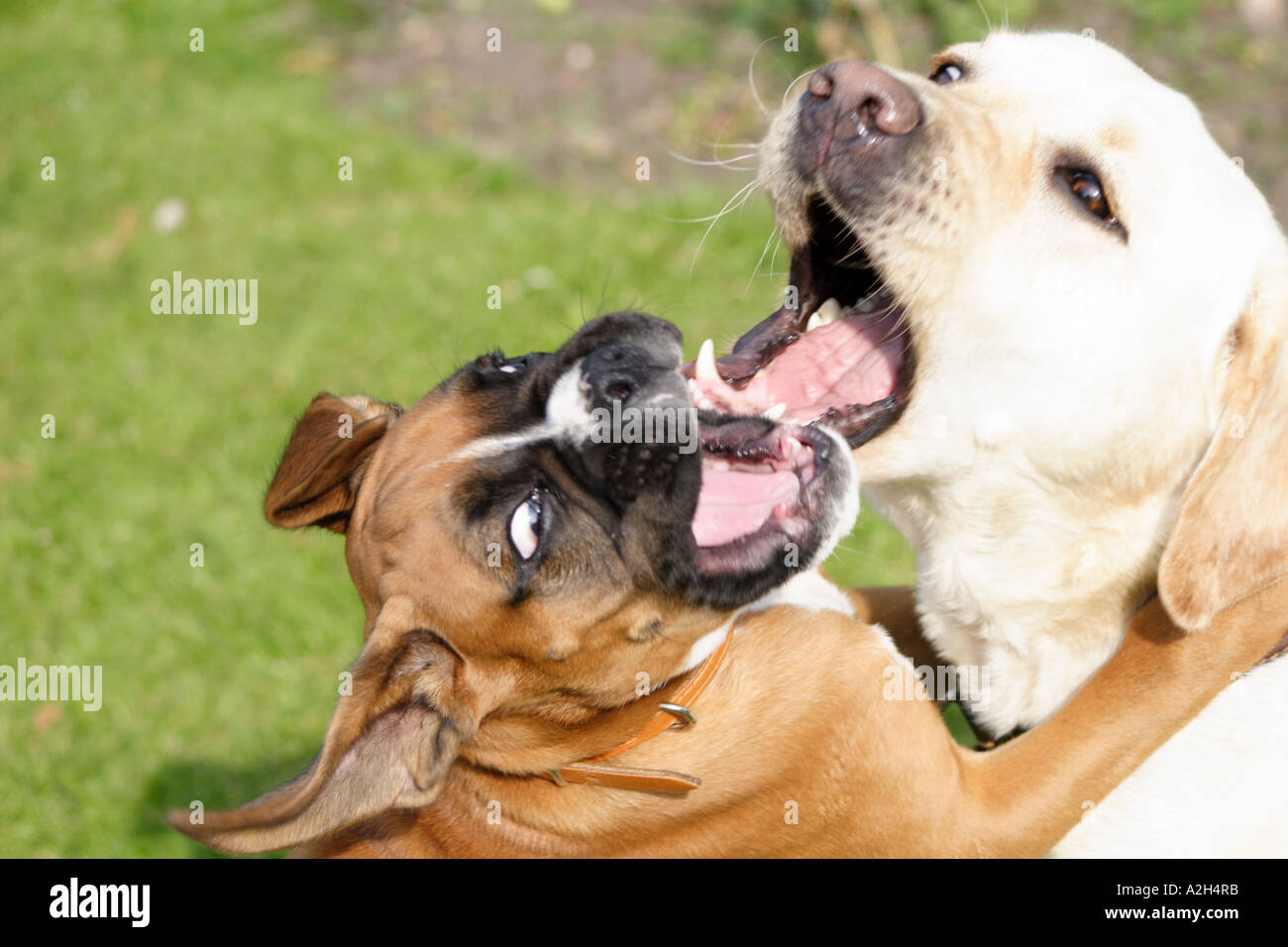Labrador adult and Boxer puppy play fighting on grass Stock Photo - Alamy