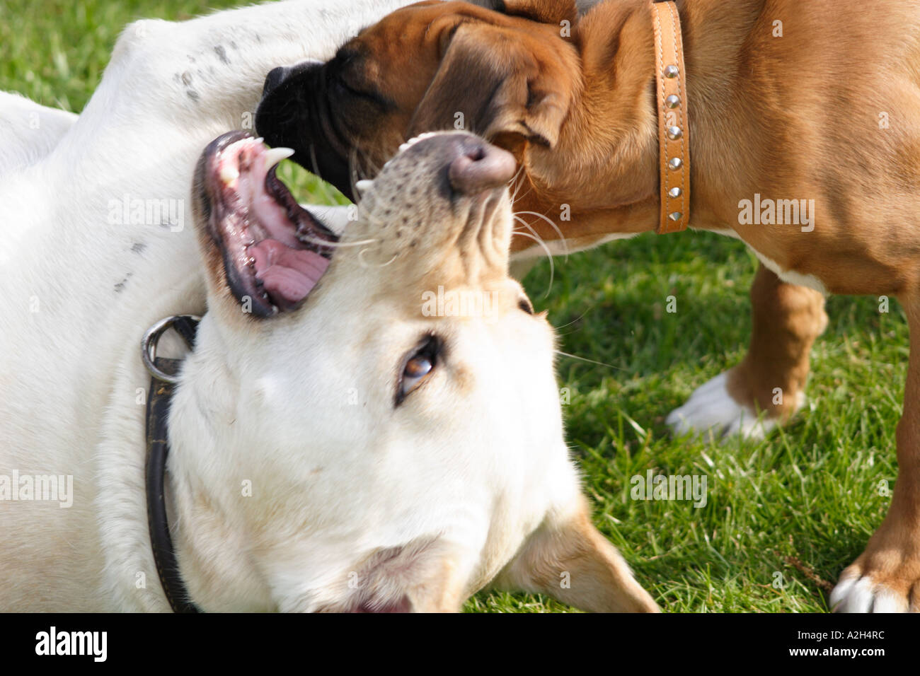 Labrador adult and Boxer puppy play fighting on grass Stock Photo - Alamy