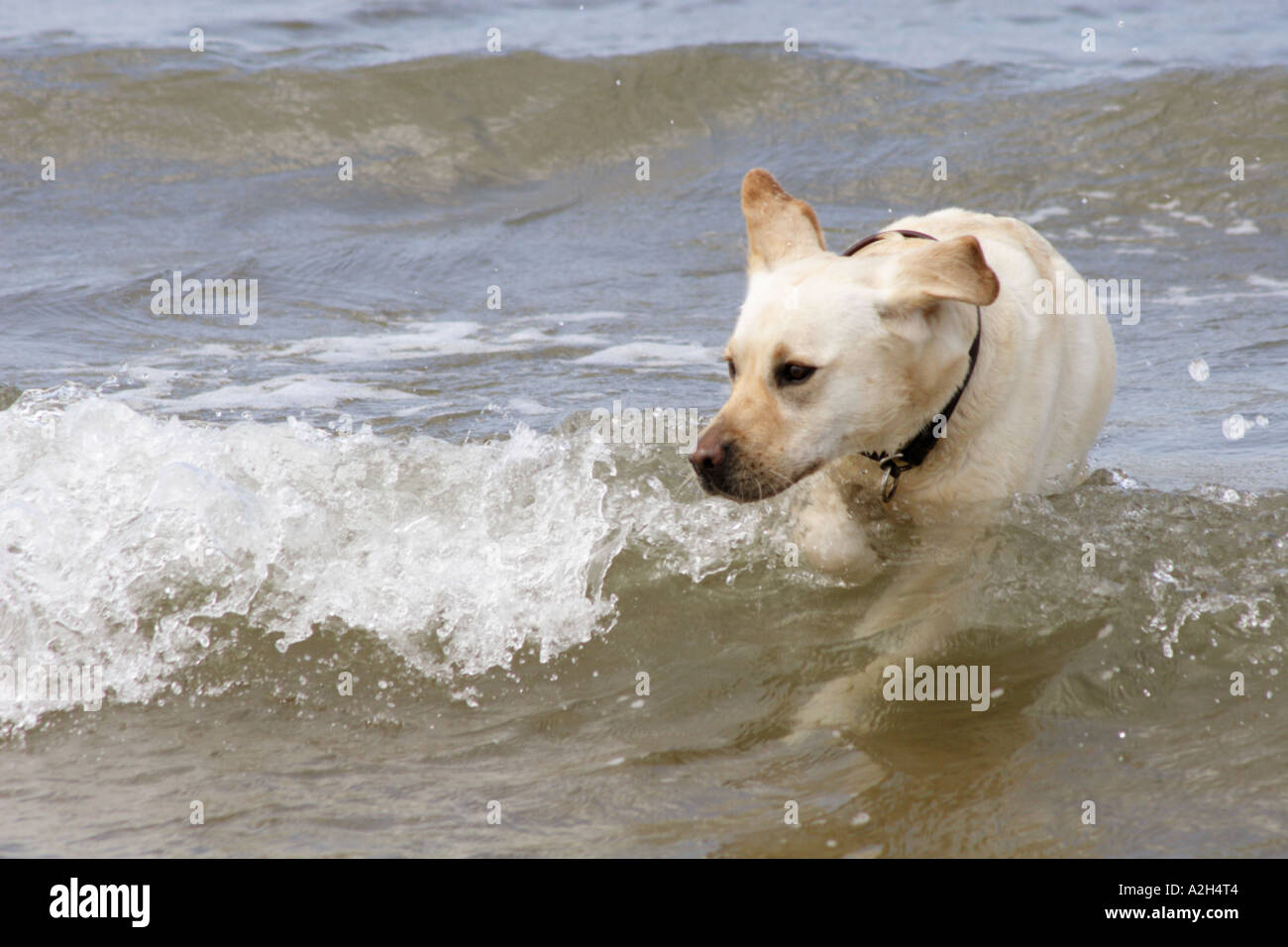 Labrador dog running through the sea Stock Photo - Alamy