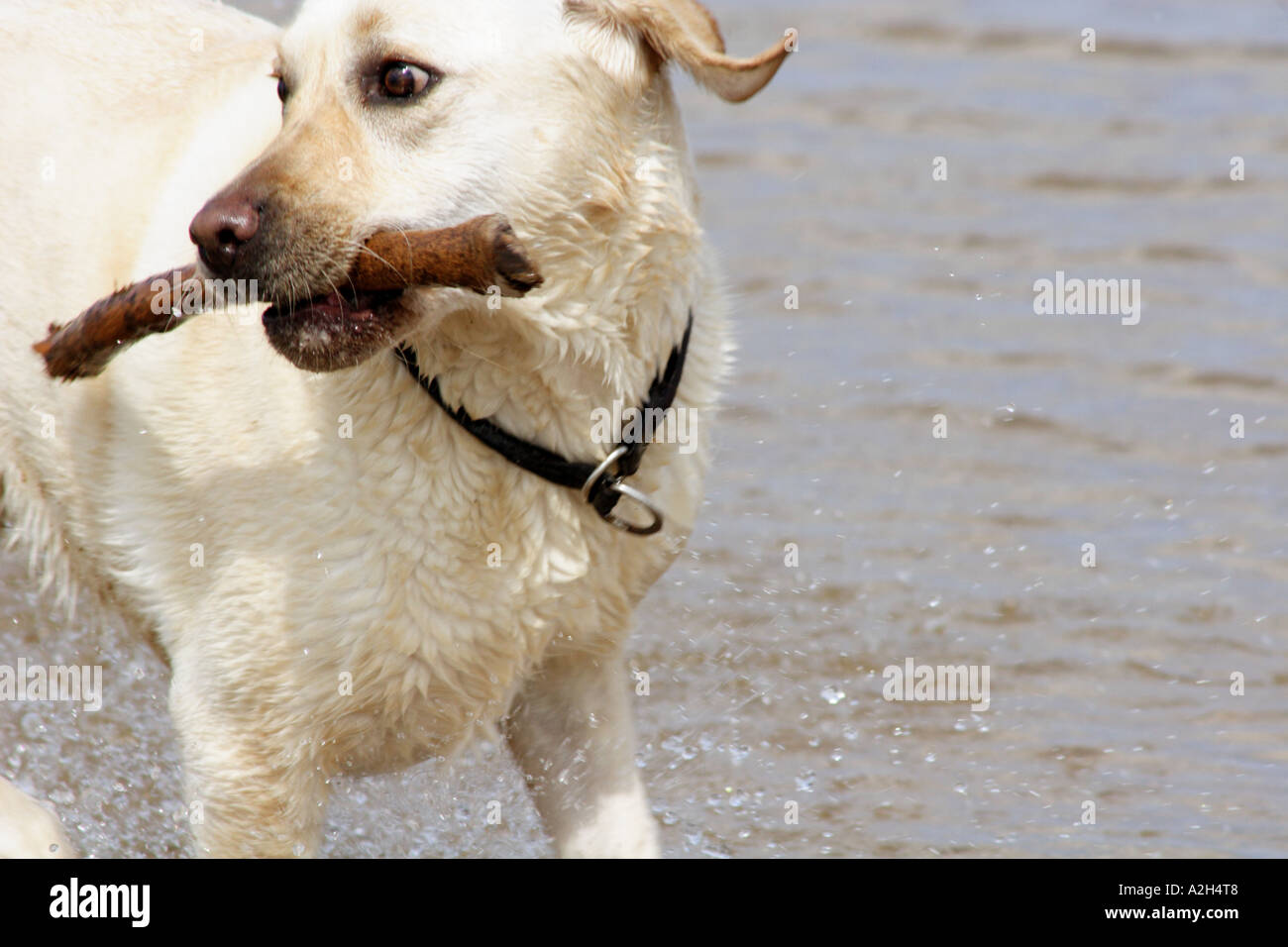 Labrador dog stick on beach hi-res stock photography and images - Alamy