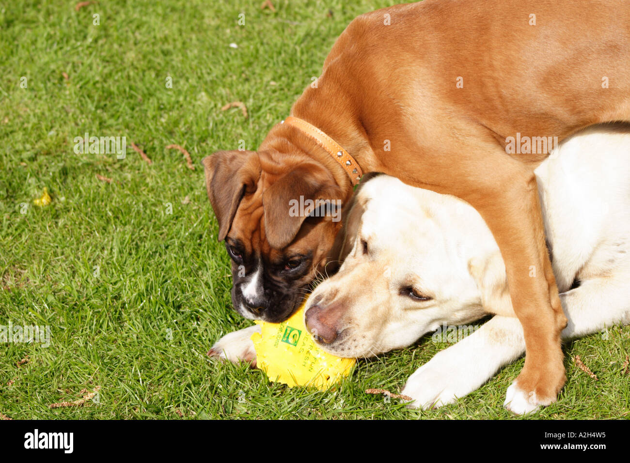 Labrador adult and Boxer puppy play fighting on grass Stock Photo - Alamy
