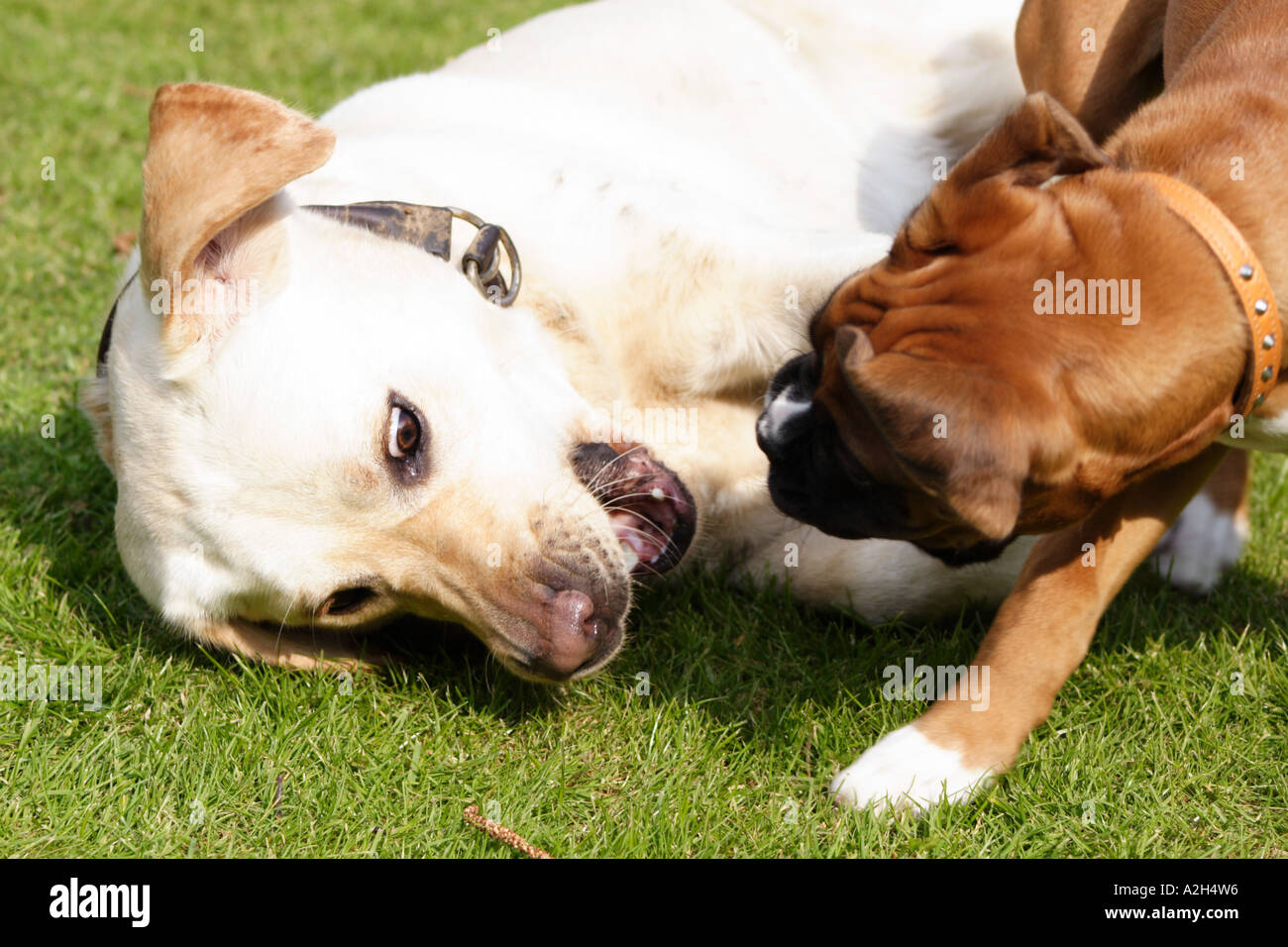 Boxer dog aggressive hi-res stock photography and images - Alamy