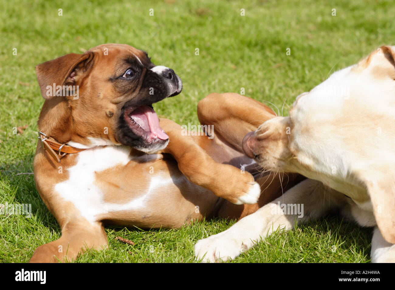 Boxer Dog Aggressive High Resolution Stock Photography and Images - Alamy
