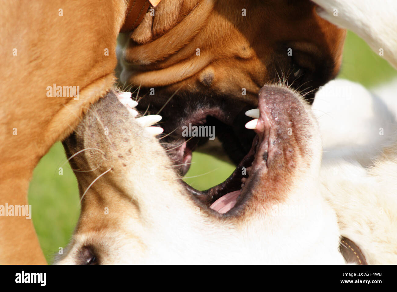 Boxer Dog Bite High Resolution Stock Photography and Images - Alamy