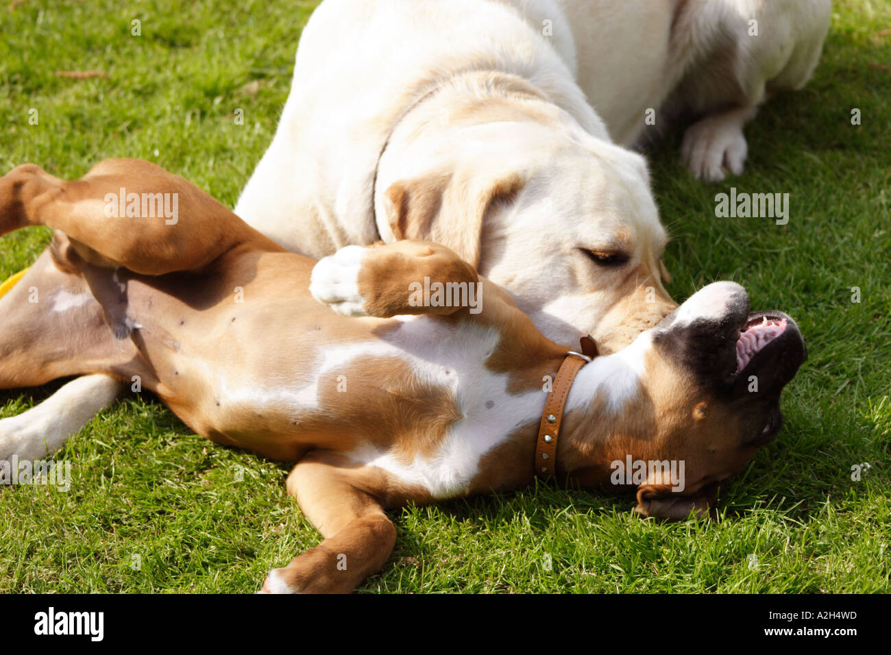 Labrador adult and Boxer puppy play fighting on grass Stock Photo - Alamy