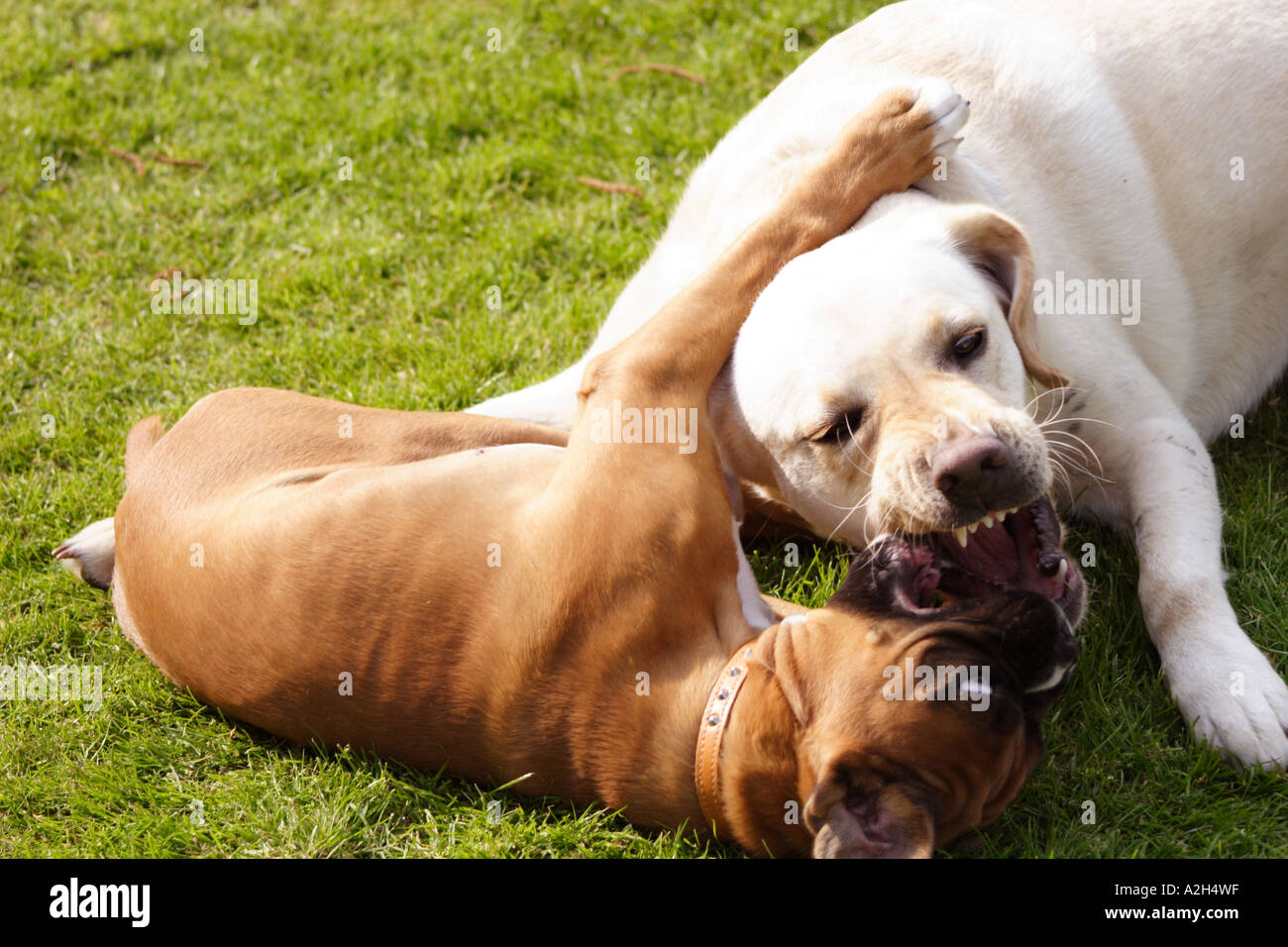 Dogs playfighting hi-res stock photography and images - Alamy