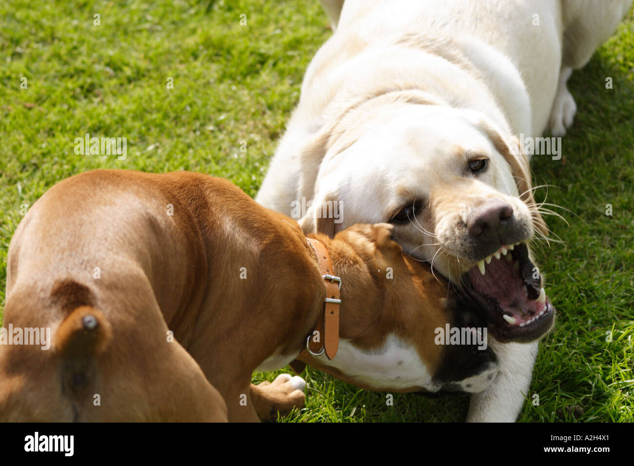Labrador adult and Boxer puppy play fighting on grass Stock Photo - Alamy