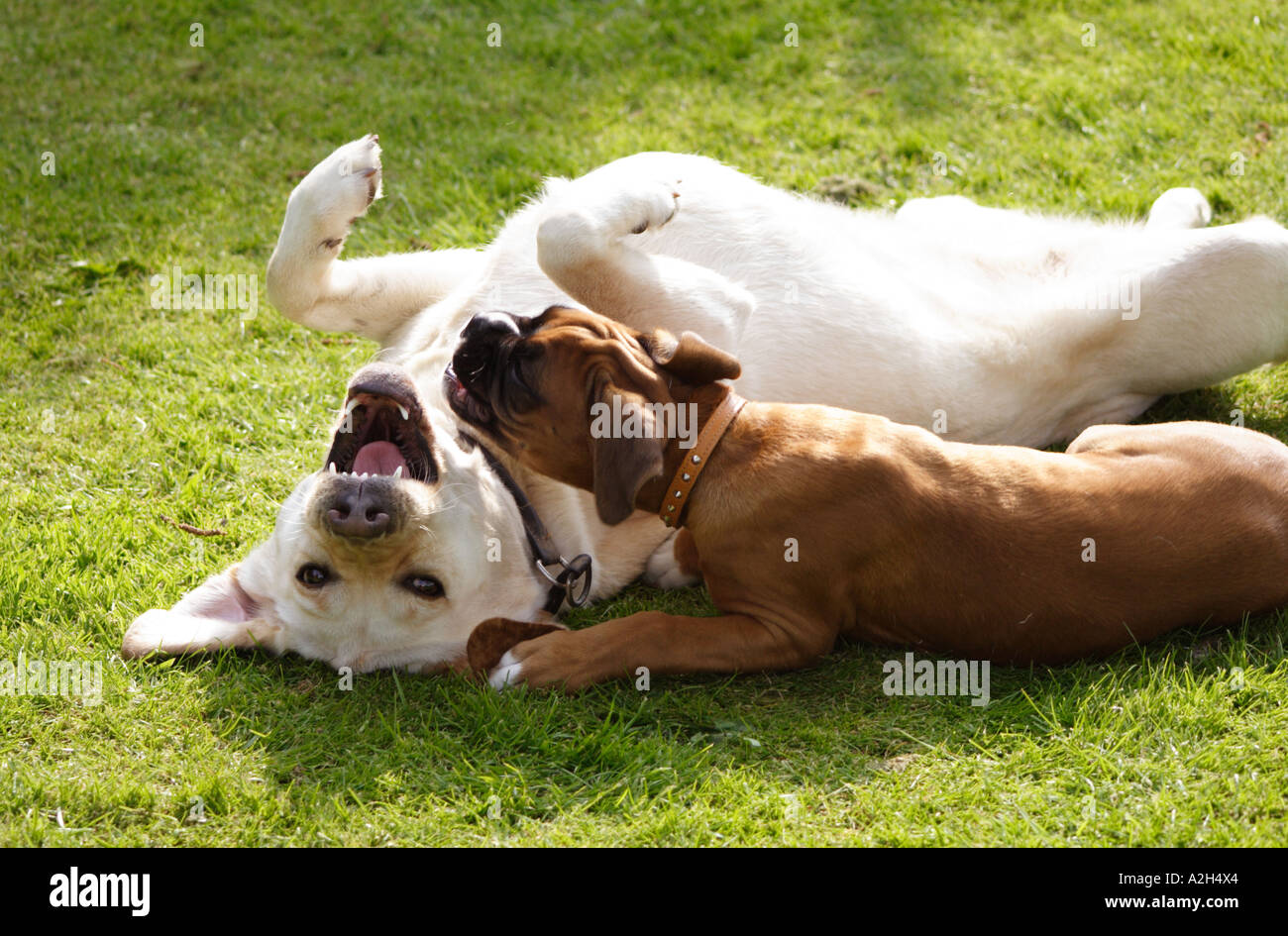 Labrador adult and Boxer puppy play fighting on grass Stock Photo - Alamy