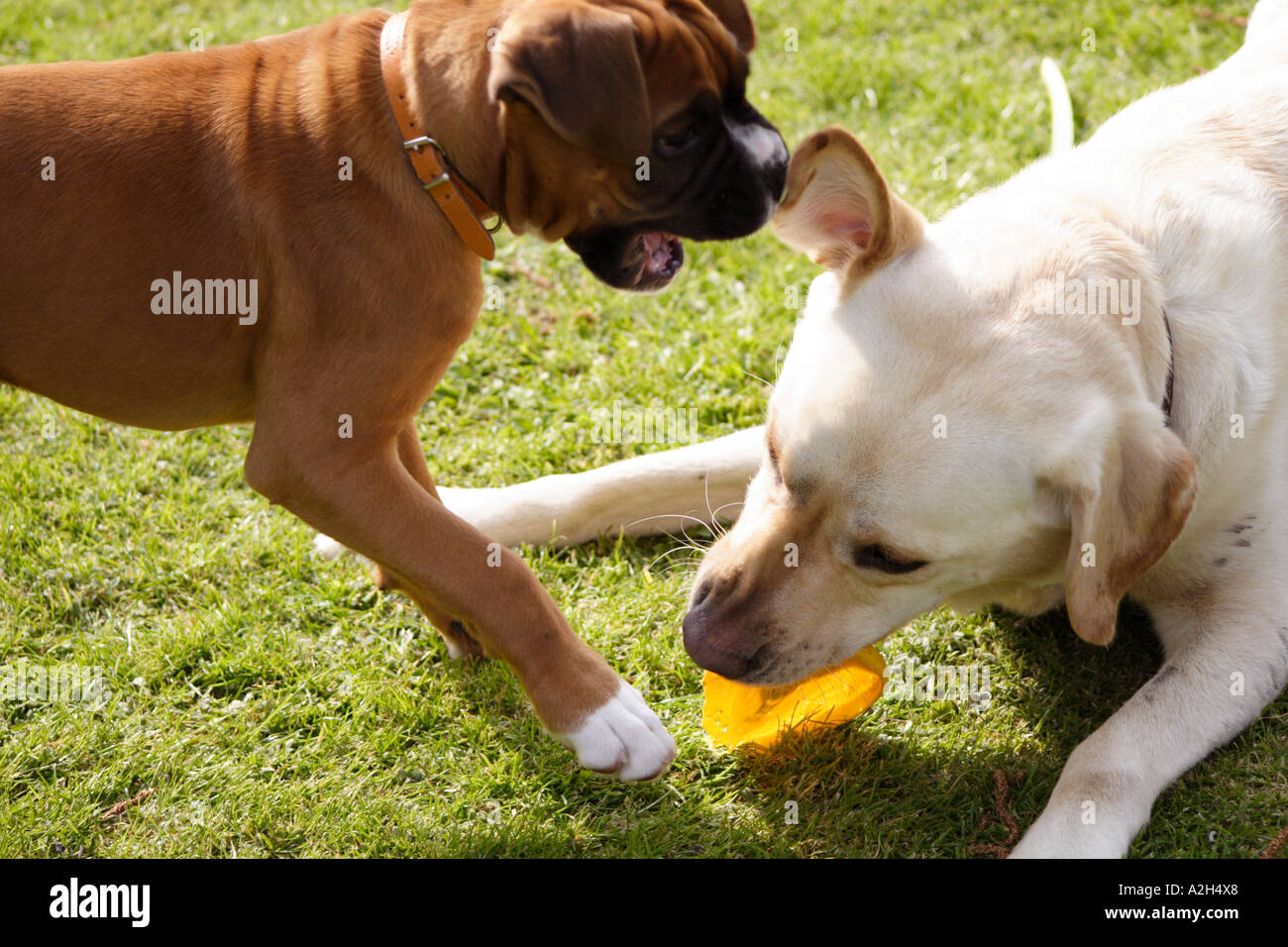 Dogs playfighting hi-res stock photography and images - Alamy