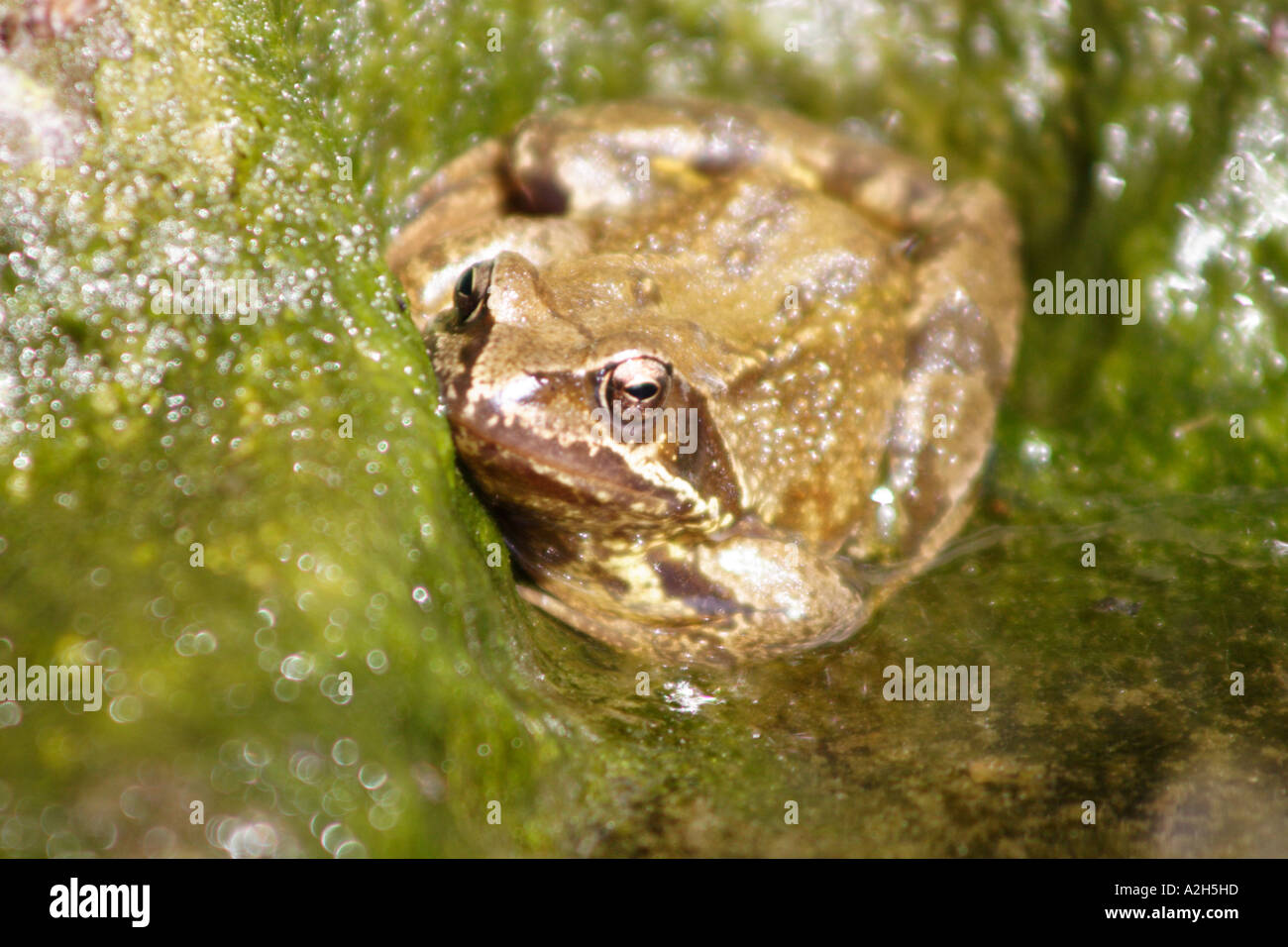 Common Frog, Rana temporaria, emerging from pond, UK Stock Photo - Alamy