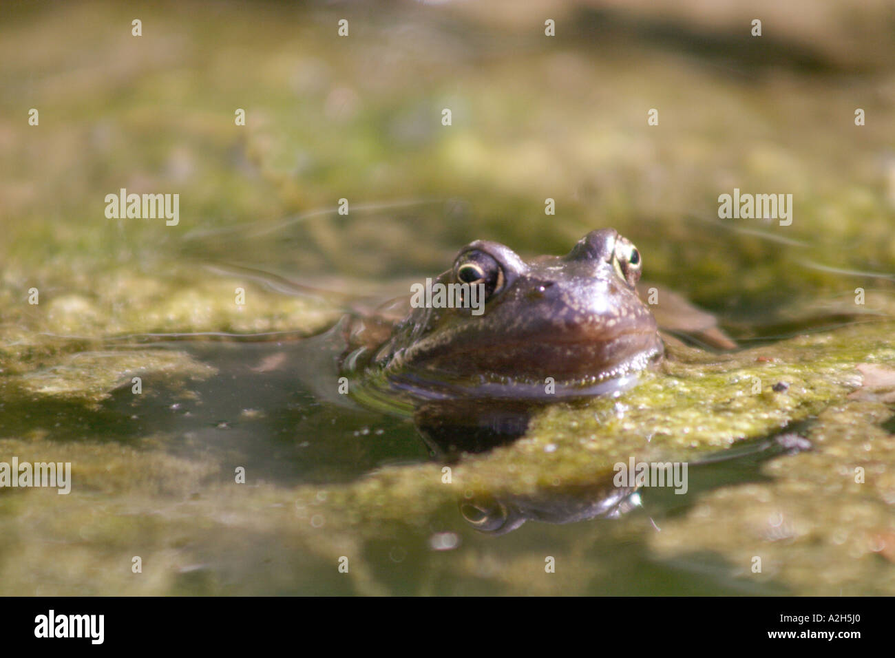 Common Frog, Rana temporaria, emerging from algae in pond, UK Stock ...