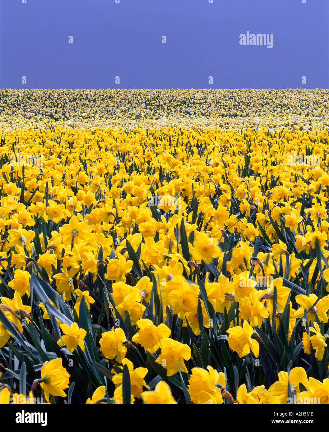 Field of bright yellow daffodils on commercial bulb farm in the Skagit ...