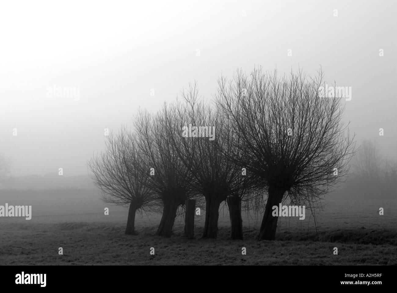 row of willows Stock Photo - Alamy