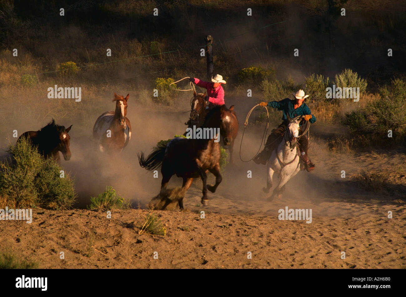 Cowboys rounding up horses Stock Photo - Alamy