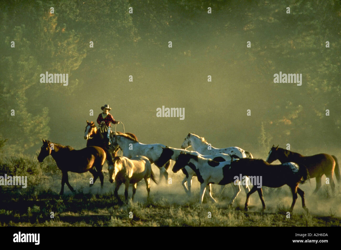 Horse herd running us hi-res stock photography and images - Alamy