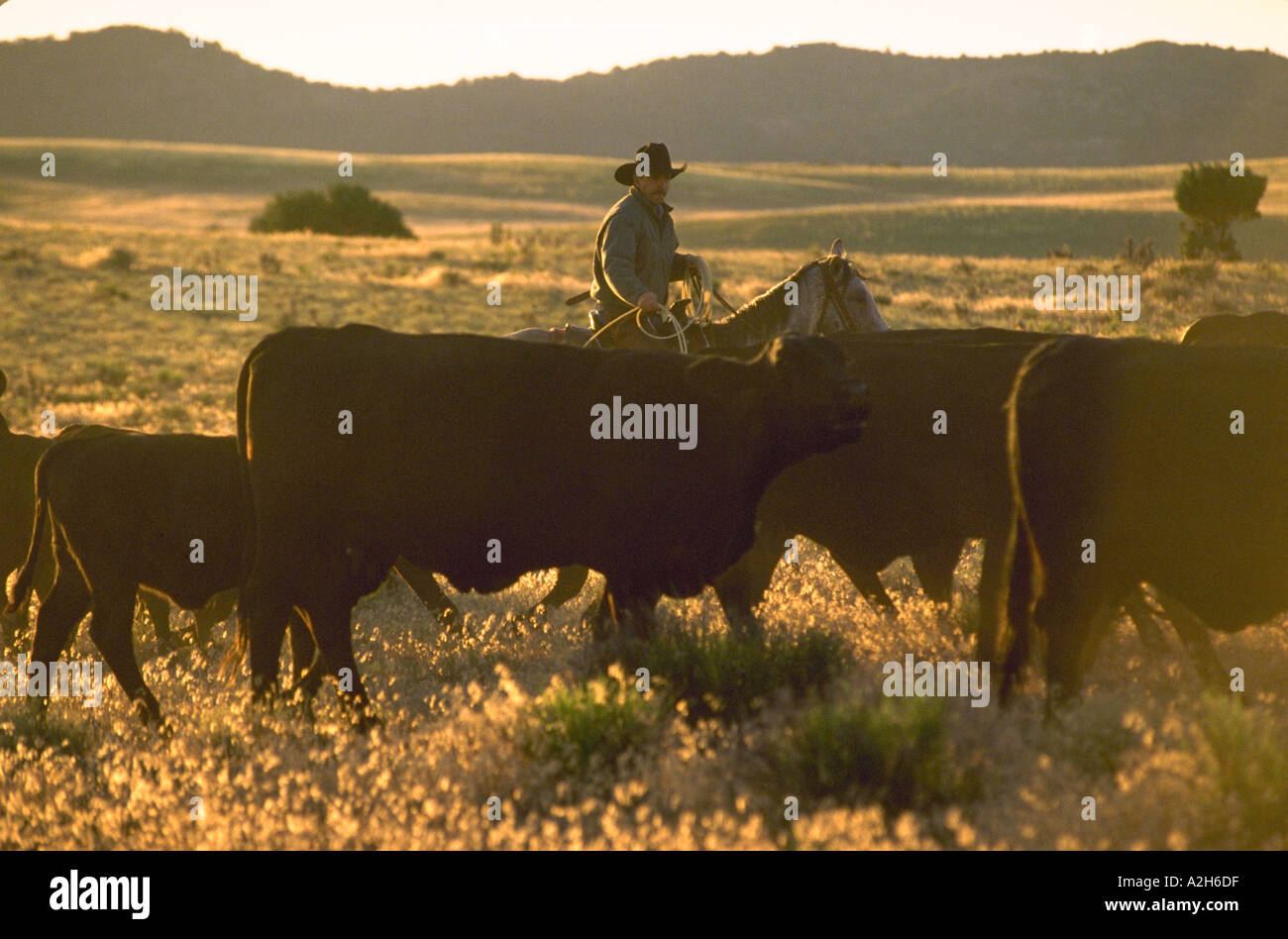 Cowboy with angus cows hi-res stock photography and images - Alamy
