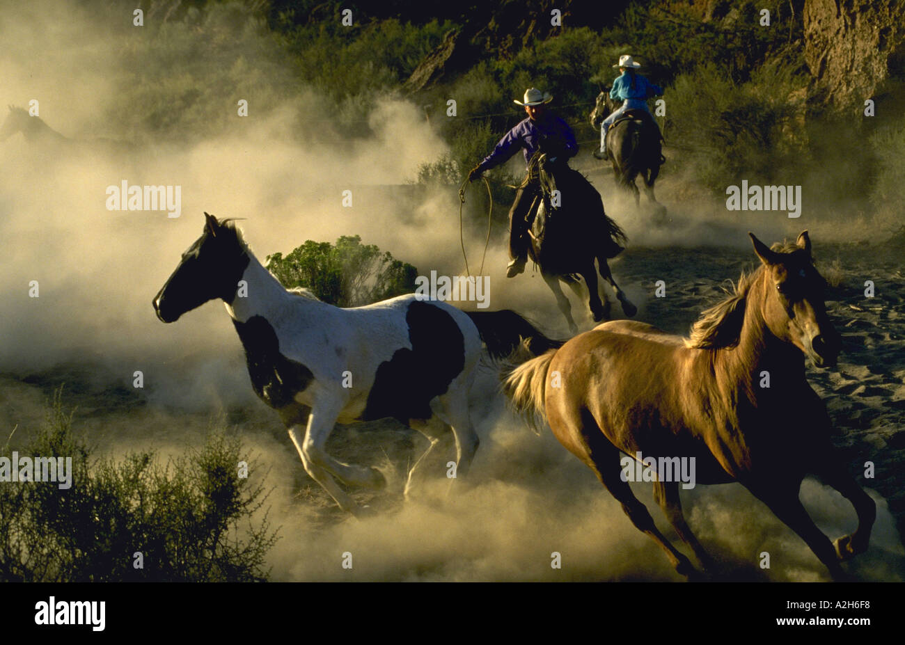 The Tired Cowboys Chase A Wild Horse Into The Barn Nouns at Gregory ...