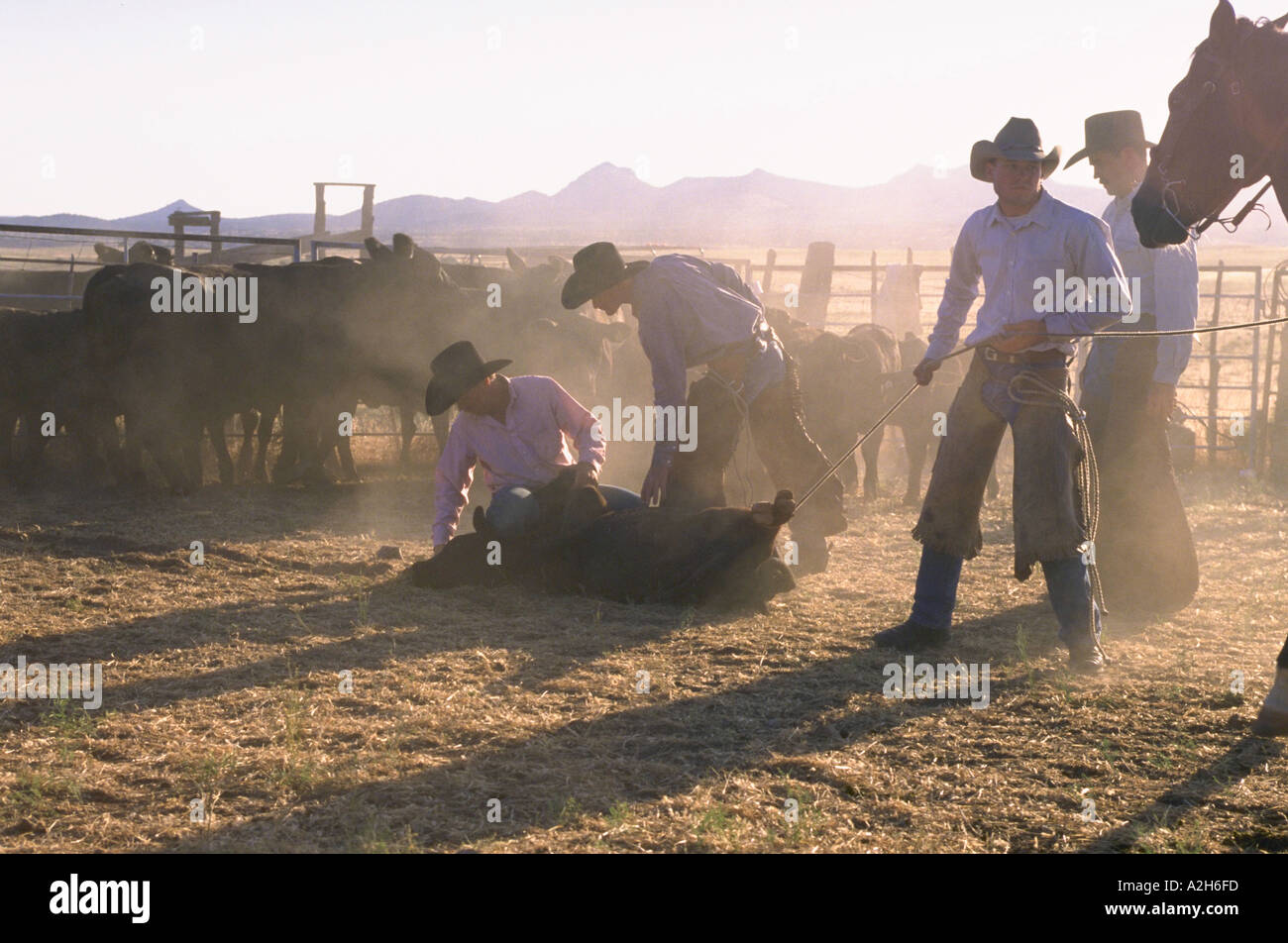 Calf branding working cowboys hi-res stock photography and images - Alamy